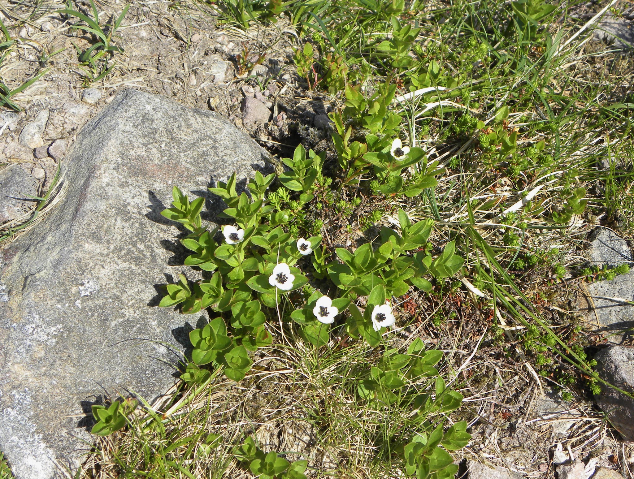 Christine's walking & birds blog: June 2018