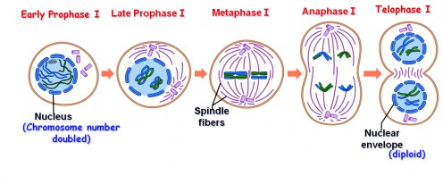 Meiosis Prophase 1 Diagram