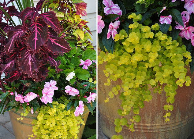 Three Dogs in a Garden: Gardener Beware: Invasive Garden Plants, Part 1