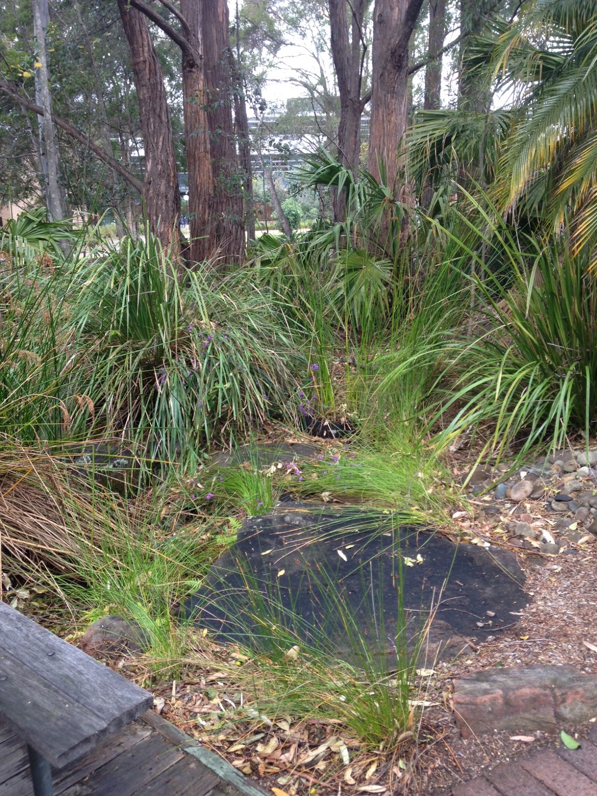 How to: create a frog-friendly garden | Growing Illawarra Natives