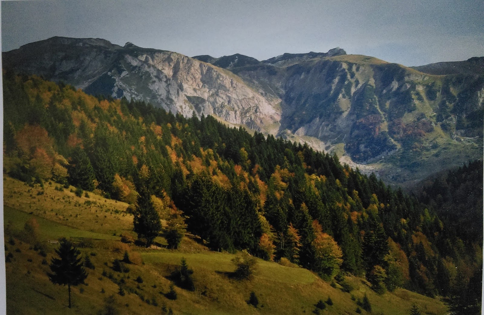 Nauka o šumi : Šume Bosne i Hercegovine