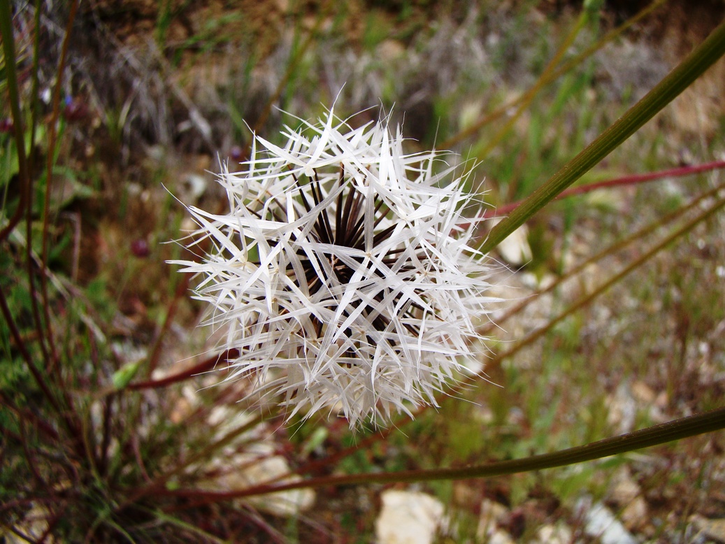 Geotripper: Some Spring Wildflowers from the Coast Ranges, and a mini-quiz