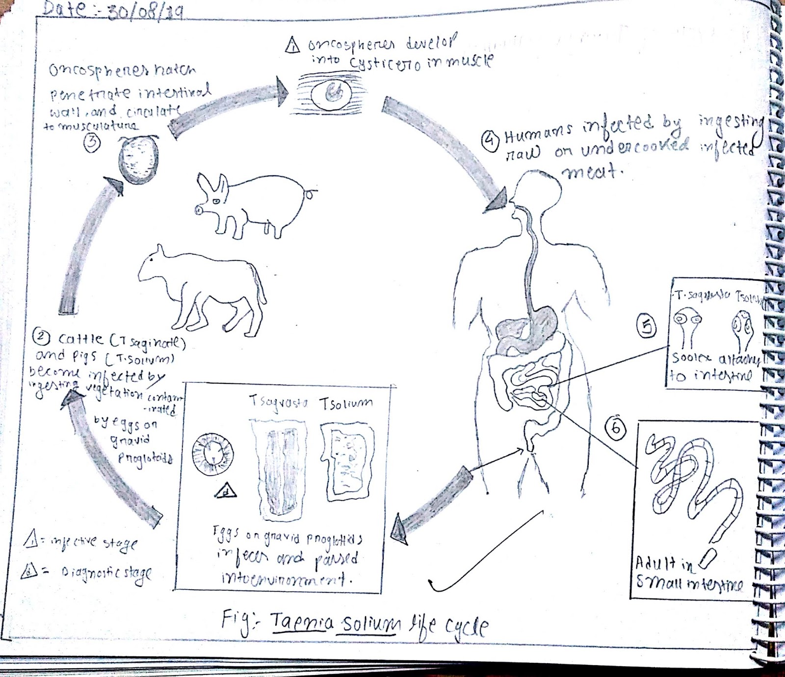 Life Cycle and pathogenicity of Taenia solium