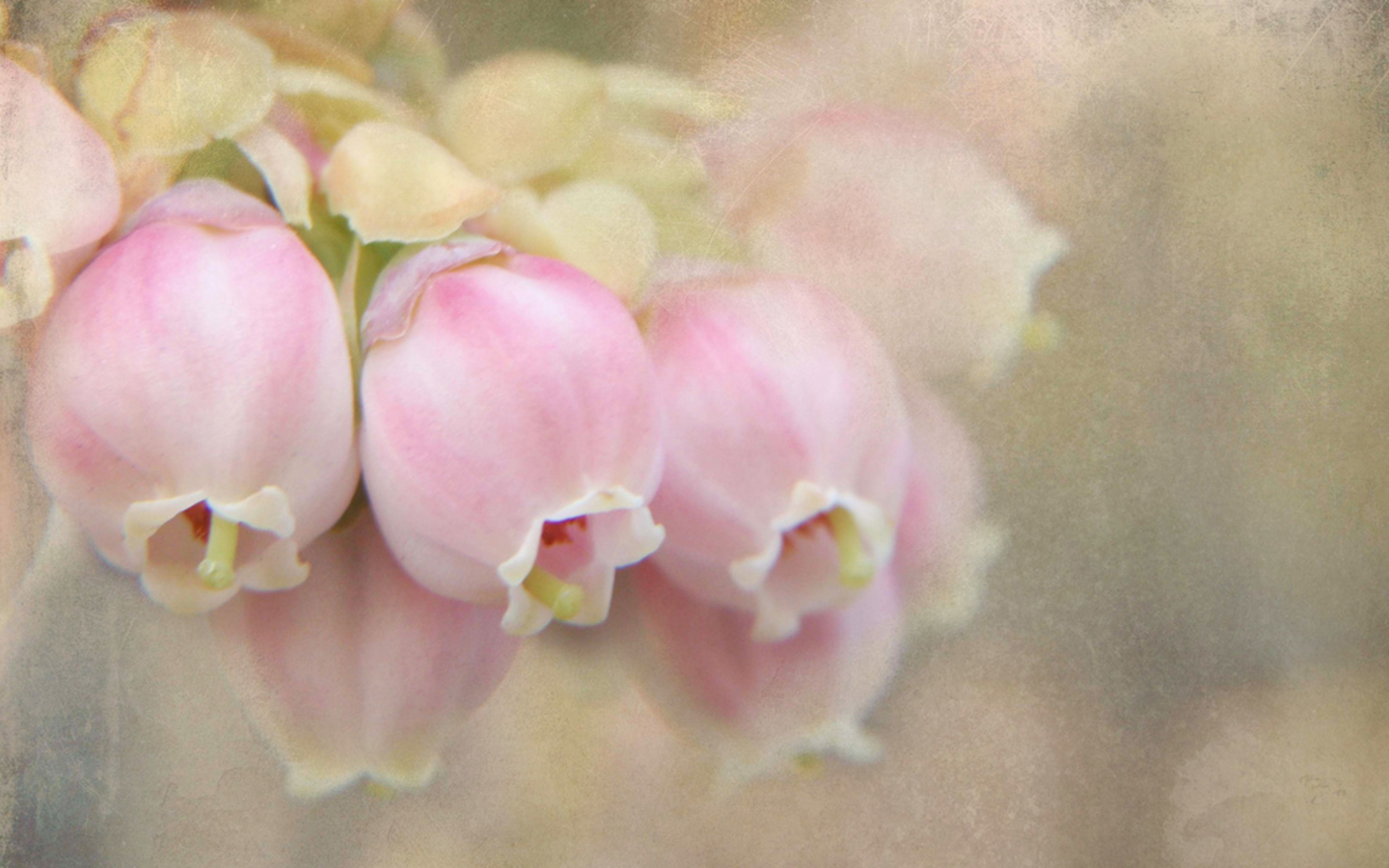 Word Chimes: Feminine Dream