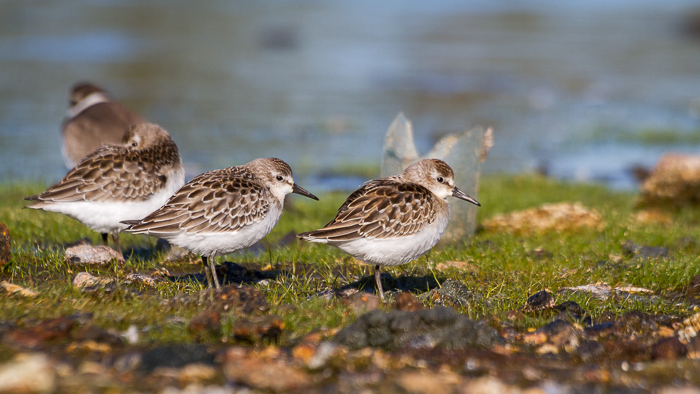 Whimbrel Nature: The Secret Lives Of Peeps