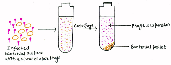 DNA Preparation and Purification - أكاديمية سيفجين الدولية للسلامة ...