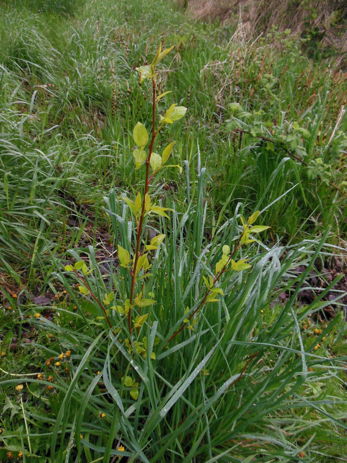 Nature's Musings: UBNA Walking Guide