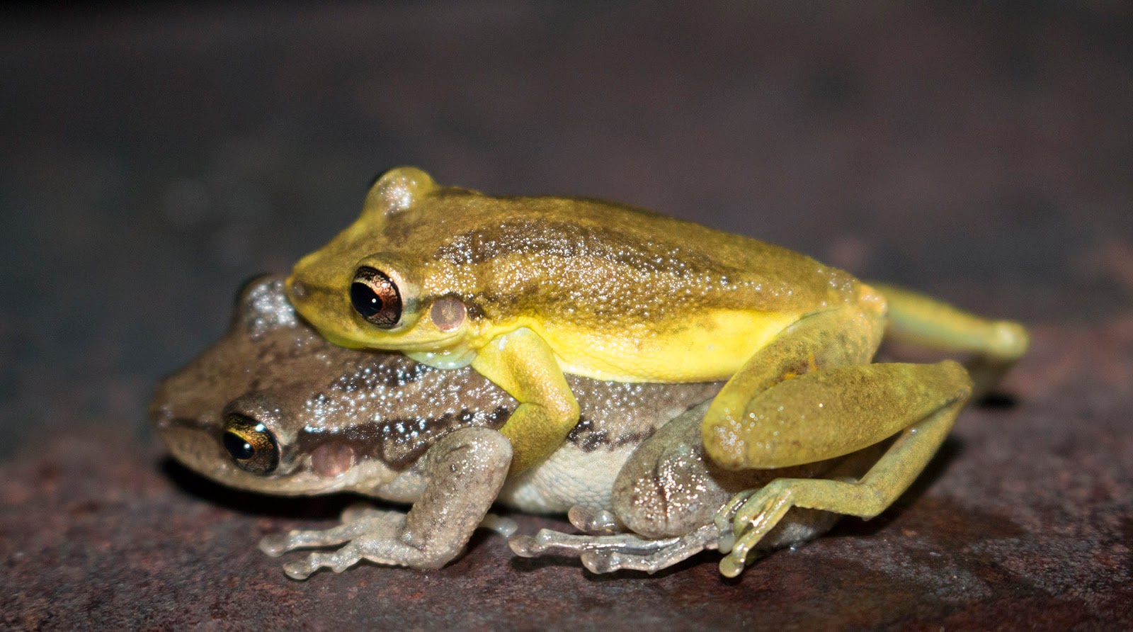 The Herpetology of Trinidad and Tobago: Lesser Brown Treefrog, Scinax ...