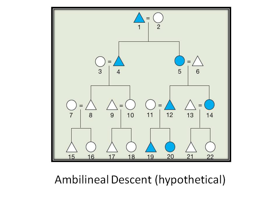 ANTHROPOLOGY FOR BEGINNERS: Kinship Theories: Descent, Alliance and ...