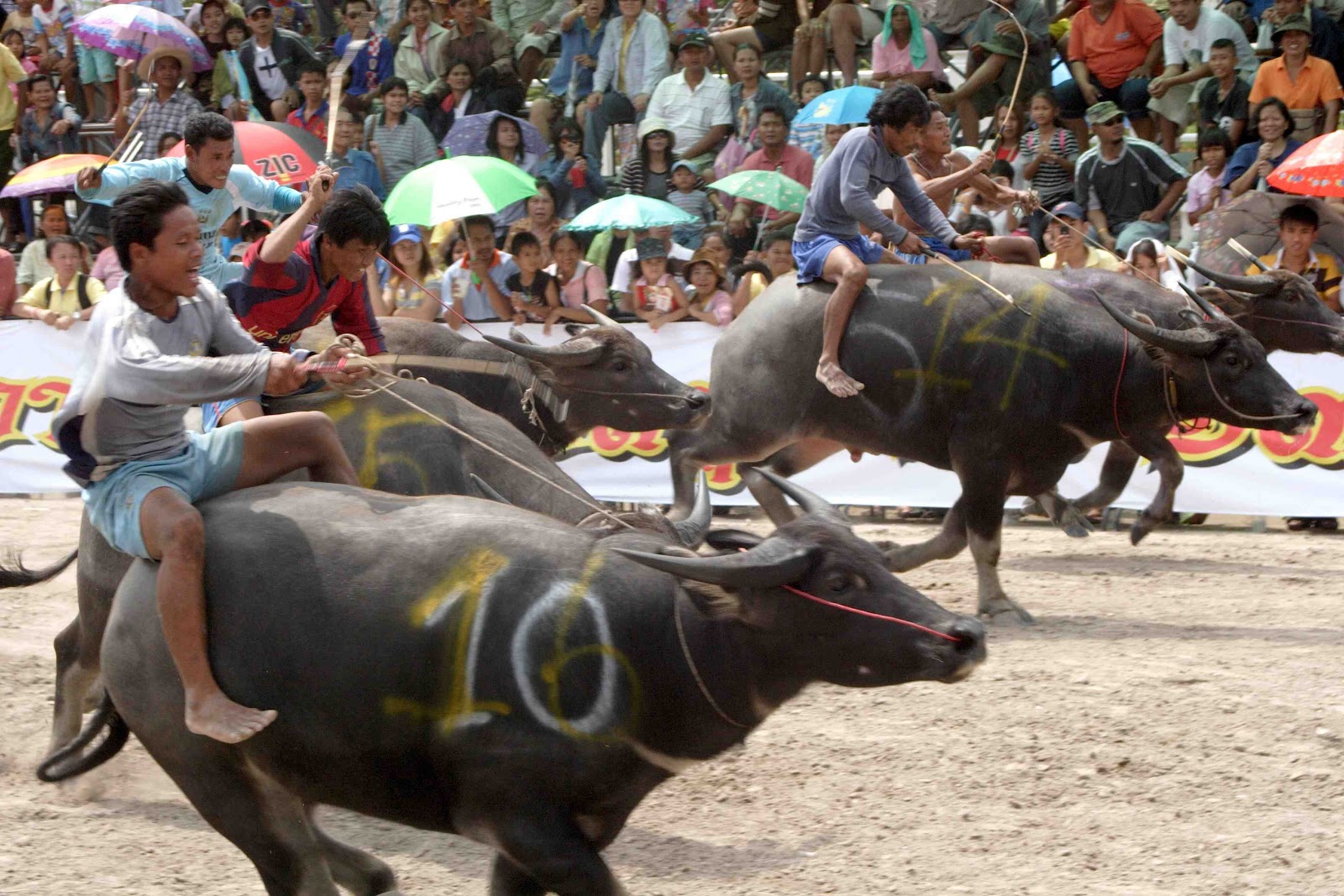 Kao Jai Thailand: Chonburi Buffalo Festival