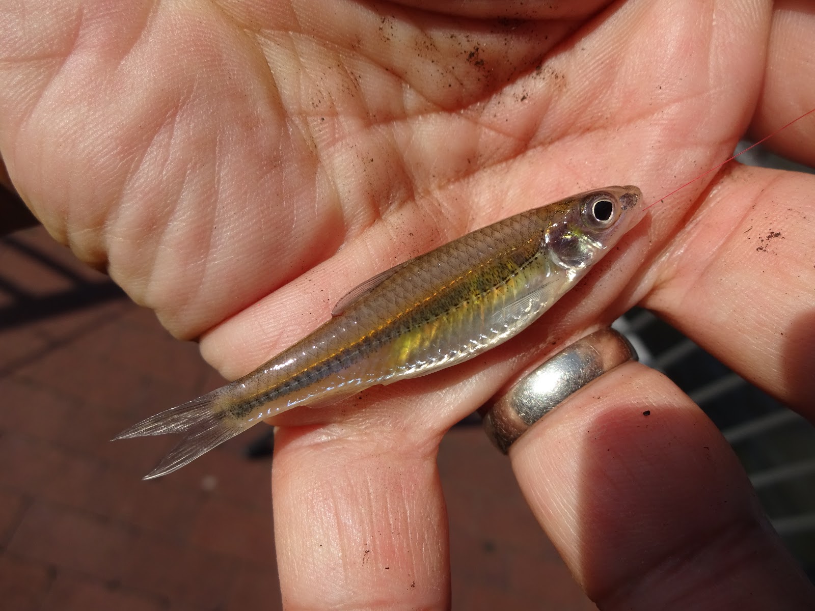 Extreme Philly Fishing