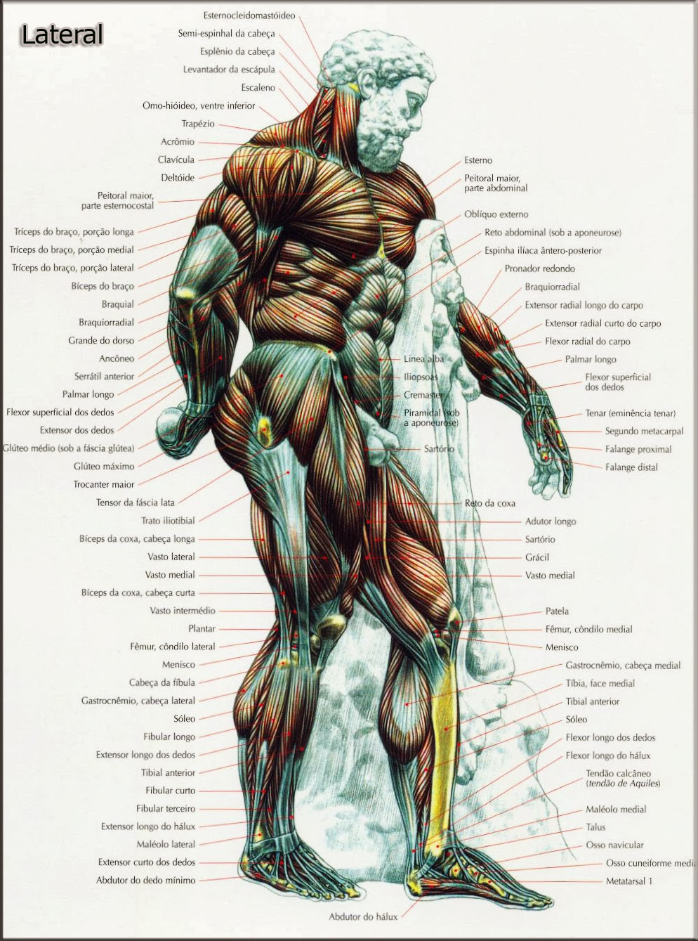 Anatomia Muscular Do Corpo Humano - BINKEDU