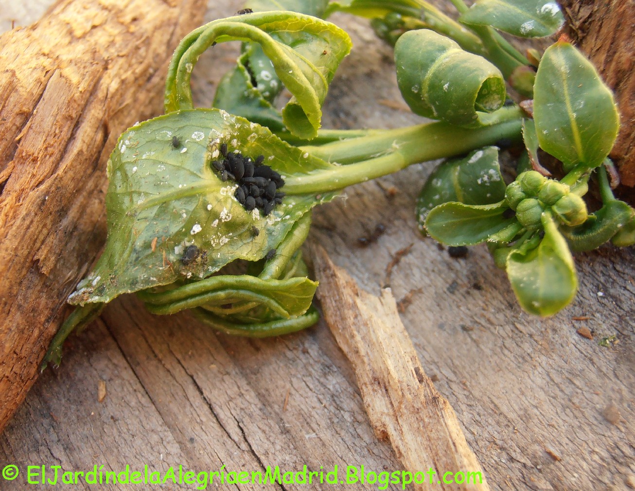 El jardín de la alegría : Pulgón negro (Aphis fabae) en Euonymus europaeus