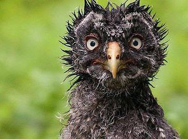 Natalia Levis-Fox and Fast Solutions: Humor: Crazy Birds