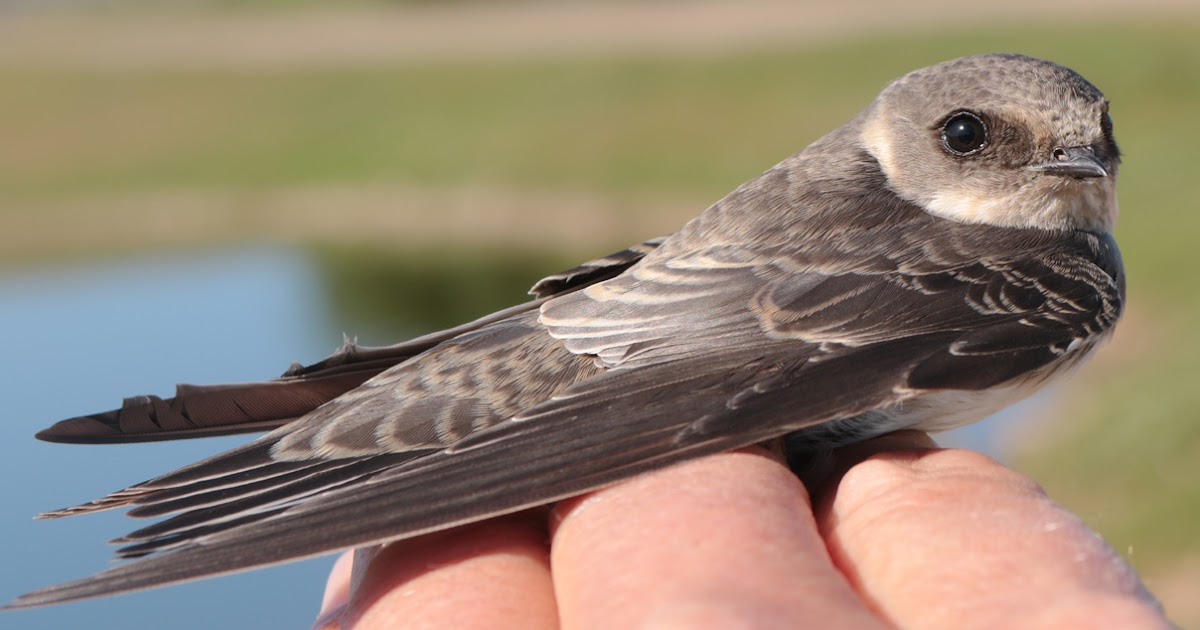 Another Bird Blog: One Each