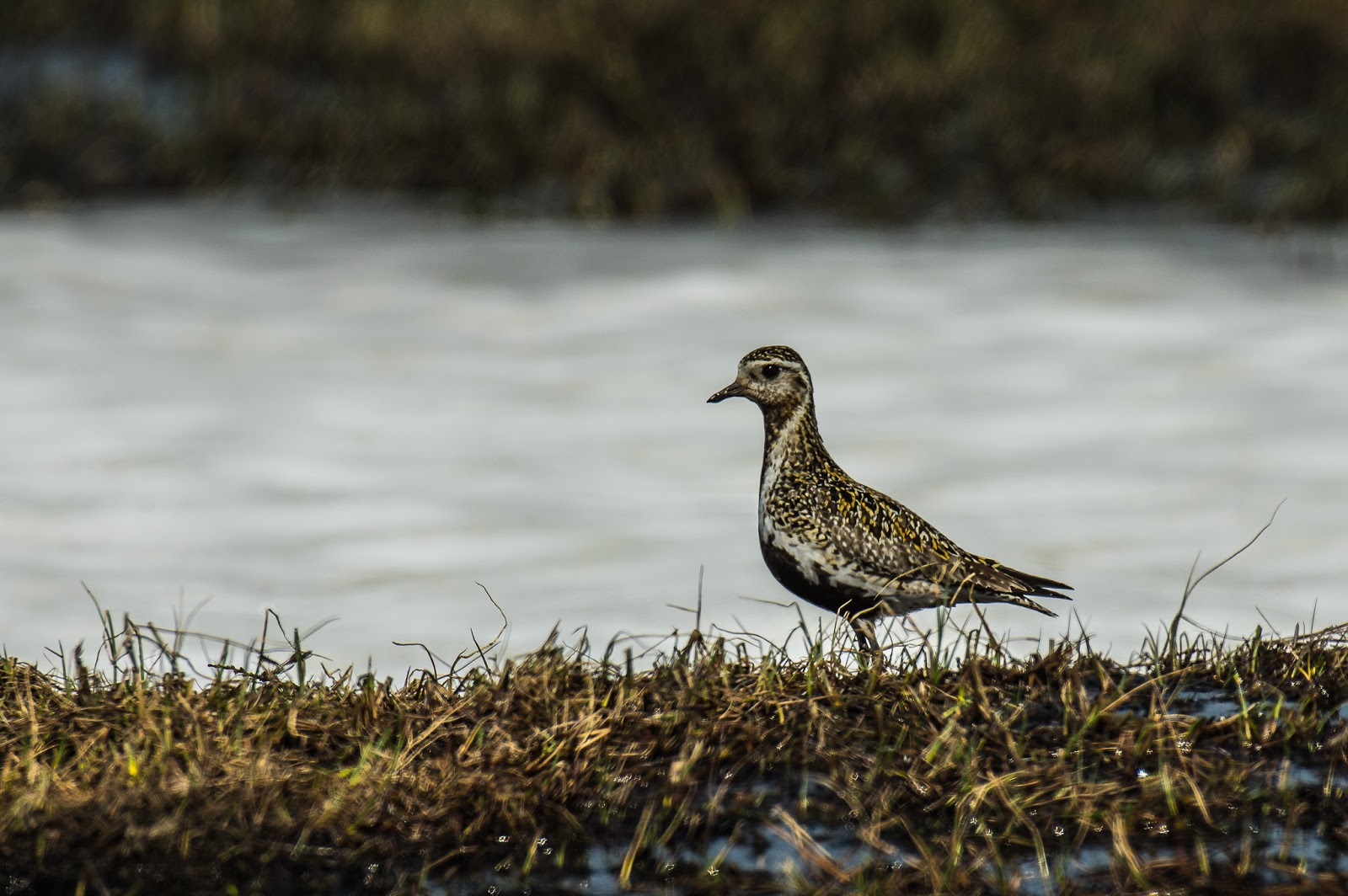 Fugleopplevelser i Stjørdalen