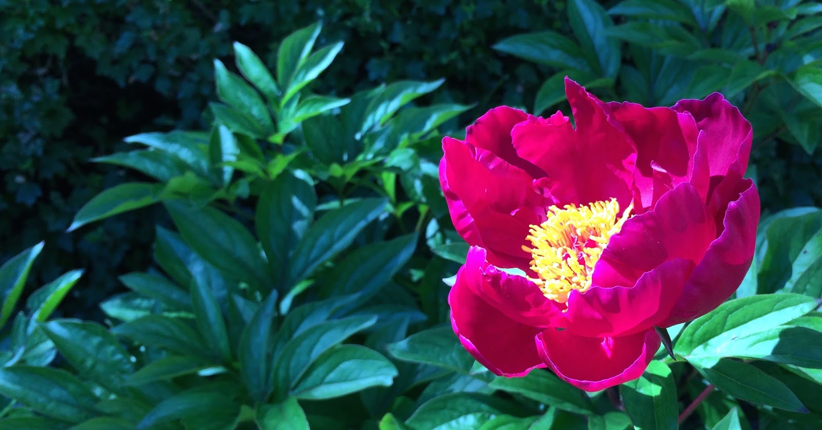 Gardening with Jess: Summer flowers