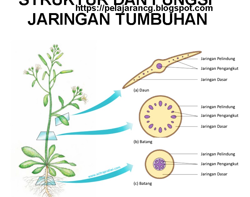 RANGKUMAN MATERI BIOLOGI KELAS 11 SMA BAB 2 - STRUKTUR DAN FUNGSI ...