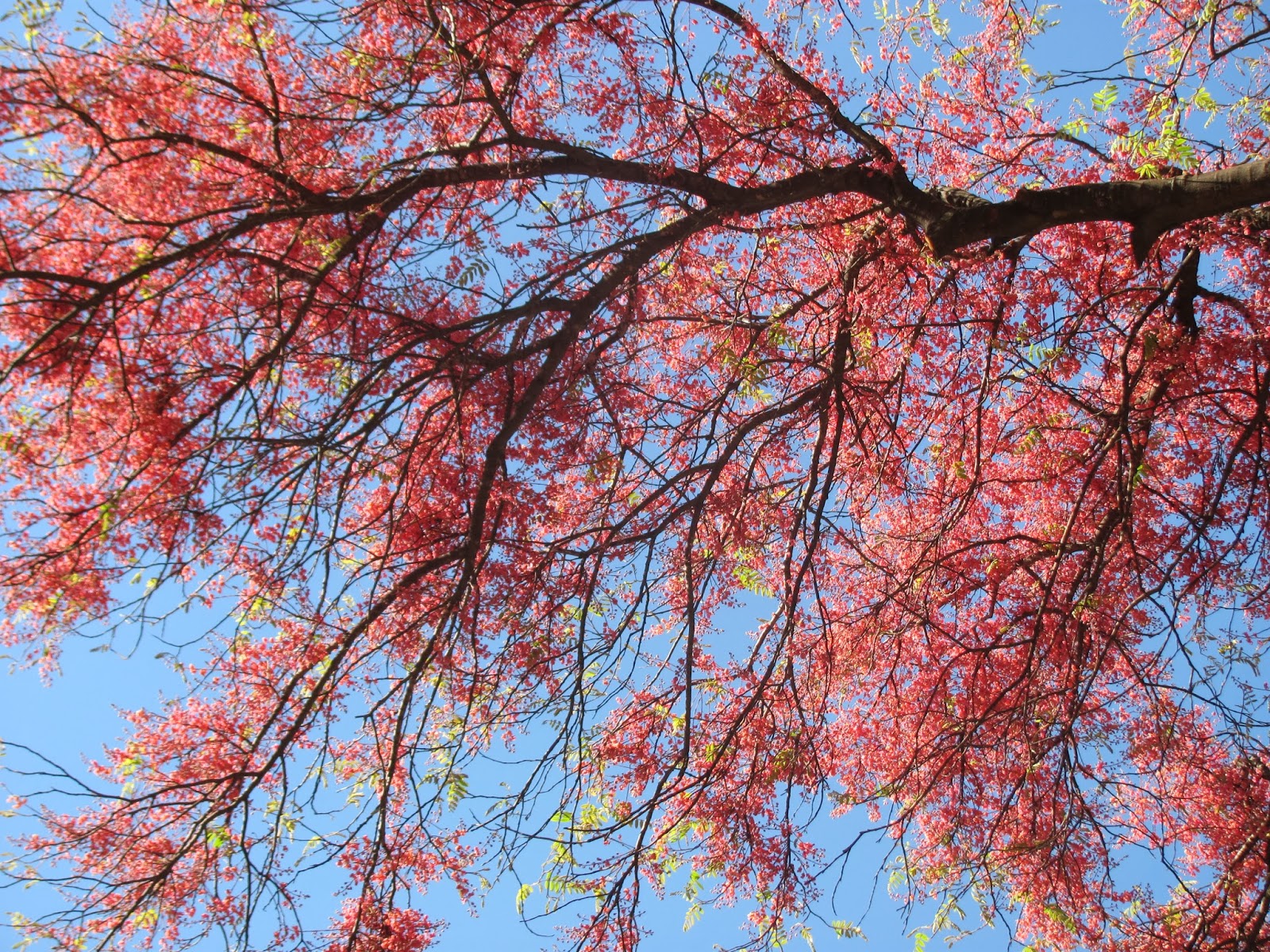 Clicks - Verdes: Cassia Grandis.....vulgo Cassia Rosa, Marimari