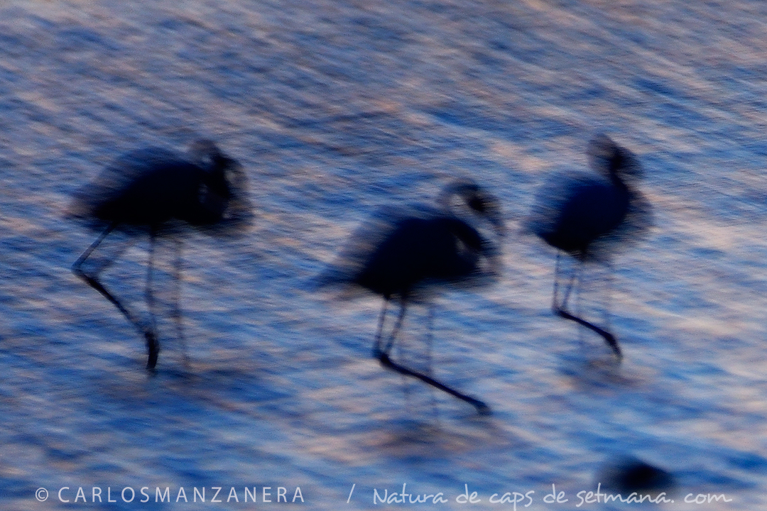 Natura de Caps de Setmana: Phoenicopterus roseus