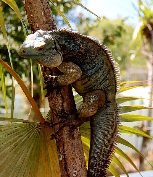 Iguana azul | WORLD ANIMALS