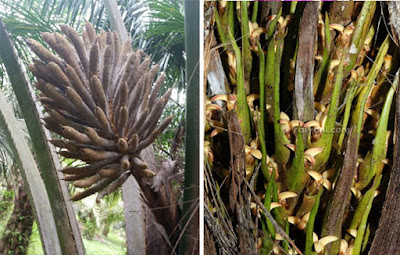 10 Contoh Bunga Tidak Sempurna, Gambar dan Bagian-bagiannya