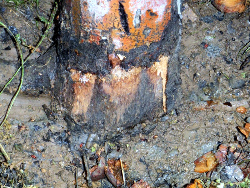 Xtremehorticulture of the Desert: Apple -- Crown and Collar Rot