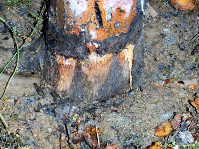 Xtremehorticulture of the Desert: Apple -- Crown and Collar Rot