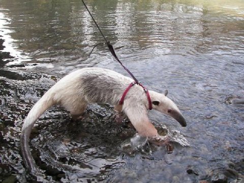 Rarest Pets in The World [13 Pics] | ALL PHOTOZ