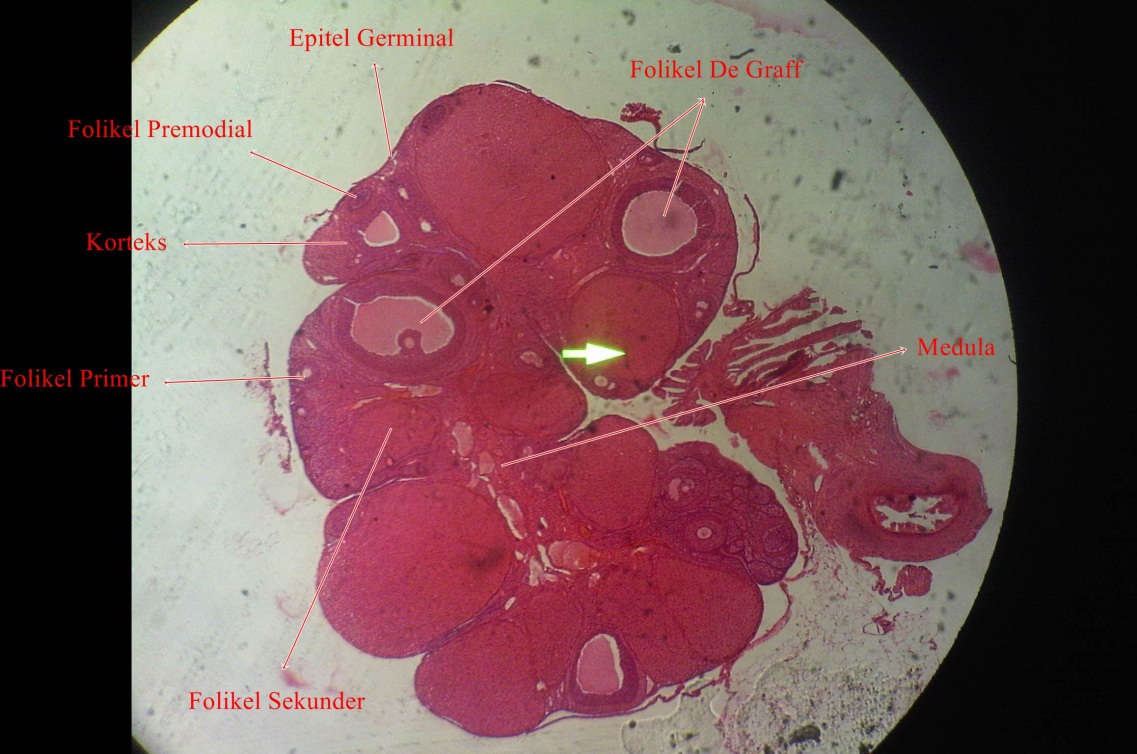 laporan embriologi kelompok 2: organ kelamin betina
