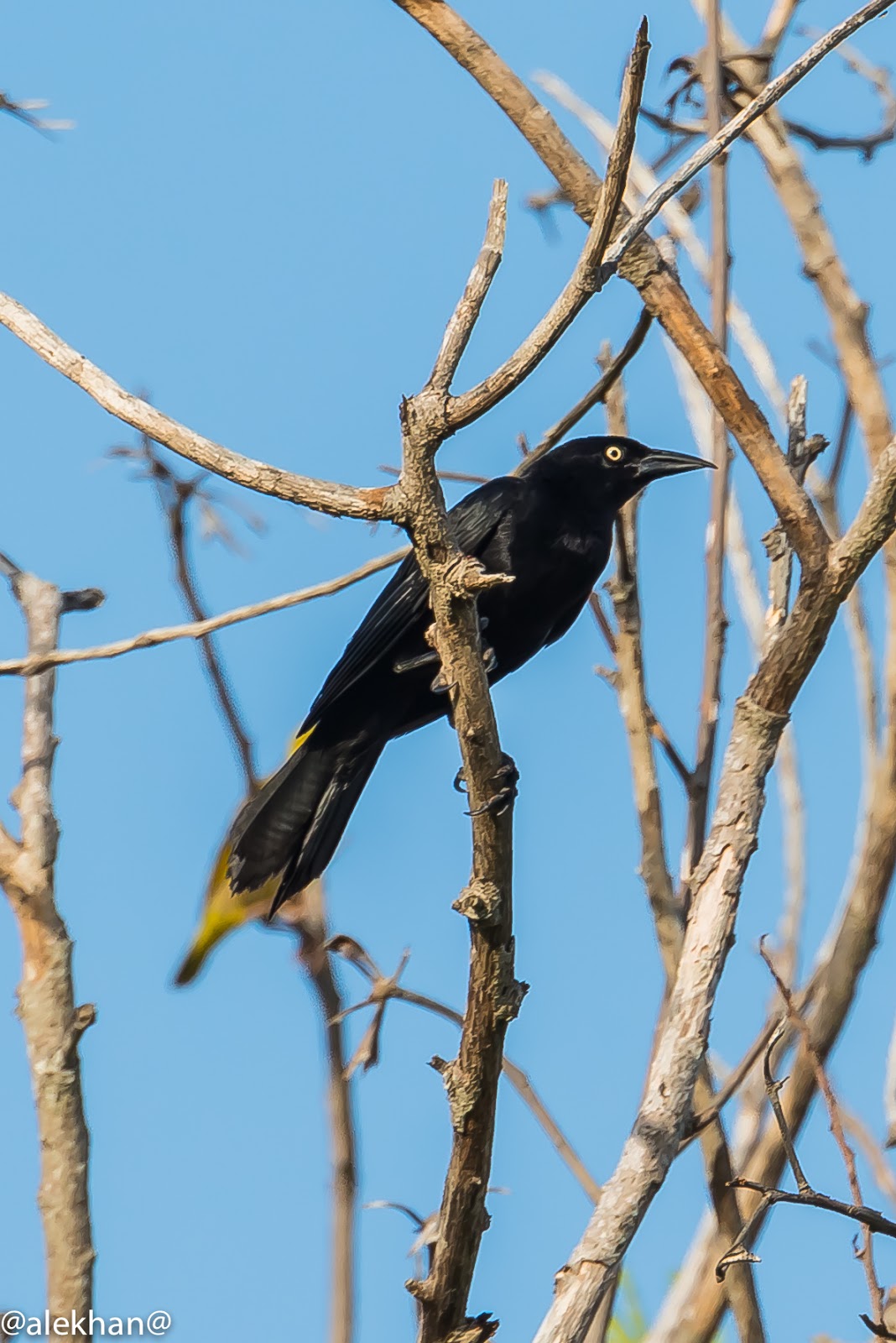 Pájaros, Pajarracos: Chinchilín (RD)