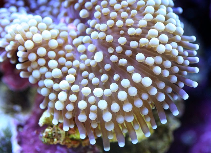 The Flying Tortoise: Beautiful Close Up And Personal Images Of Coral By ...