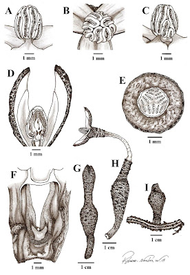 Species New to Science: [Botany • 2019] Prosopanche demogorgoni ...