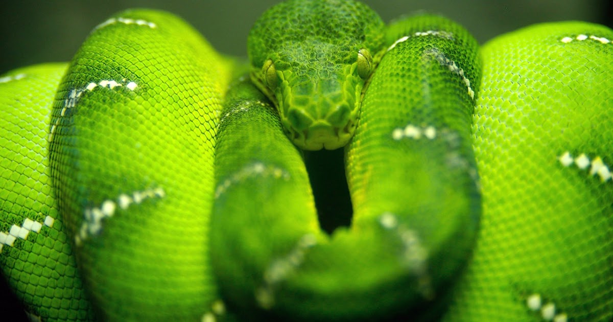 Free HD Images (FIFCU Purchased): Tree Snake on Branch