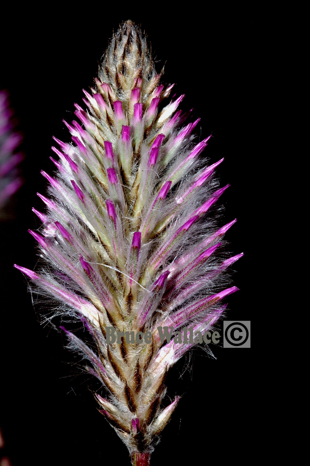 Great SouthLand Photography: Digital Images - Fractalius Filter