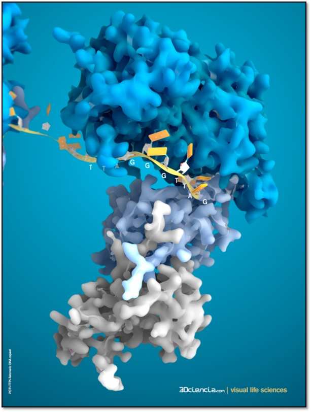 Proteinas: Proteínas: G