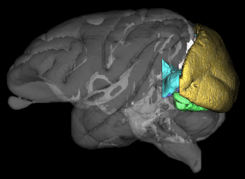 Atlas de neuroanatomía: CORTEZA CEREBRAL (NEOCORTEZA)