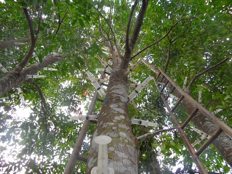 What is walla patta | crazy lanka news