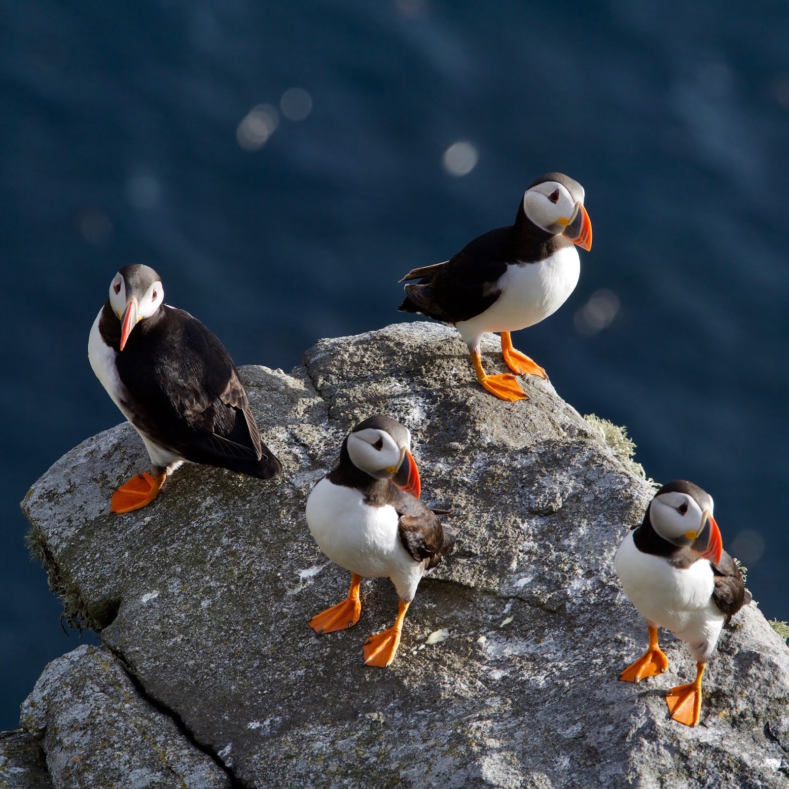 Naturfoto Einar Hugnes: "Lunde på Runde" - del 1