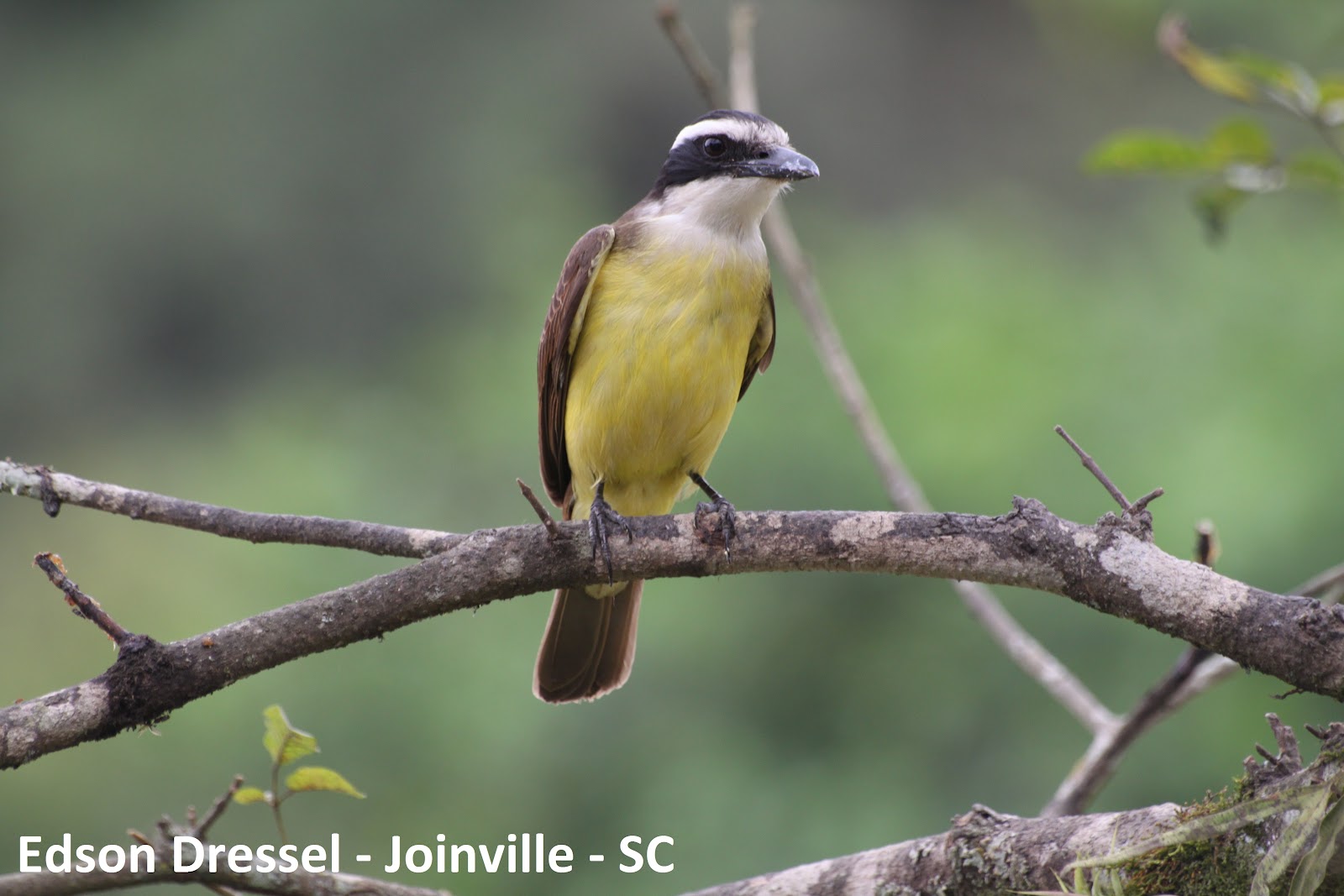 COAMA - Clube dos Observadores de Aves da Mata Atlântica - Joinville ...