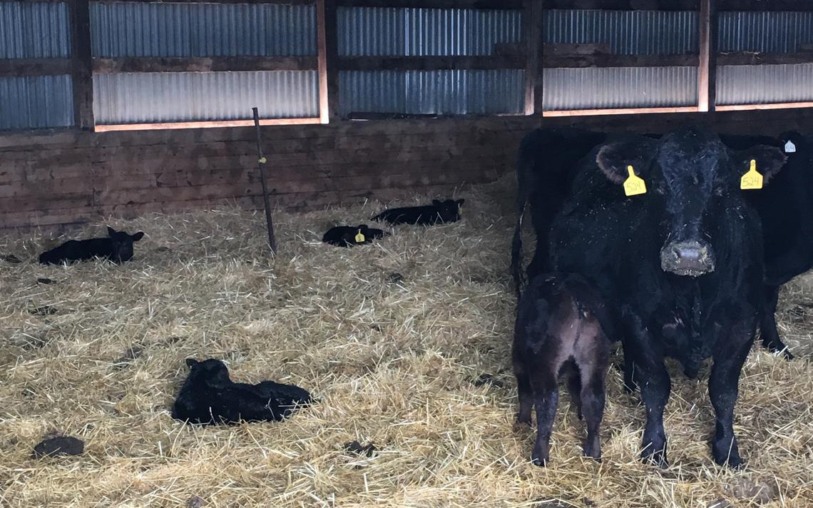 Buy Best Rotating Calving Cameras in Ireland | Calving-Cameras: Foaling ...