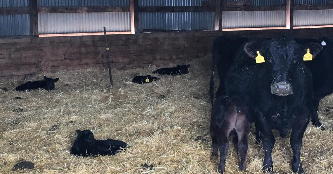 Buy Best Rotating Calving Cameras in Ireland | Calving-Cameras: Foaling ...