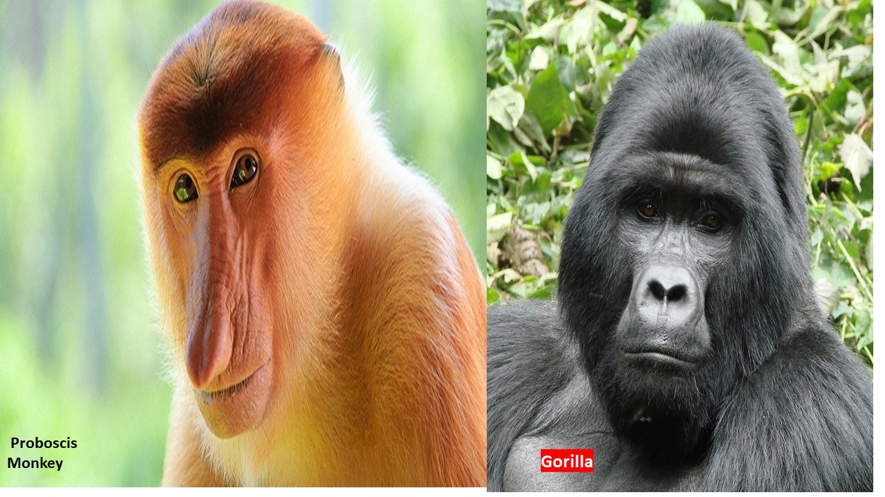 The Philosophical Refugee: And the fight goes on: Racism, monkey chants ...