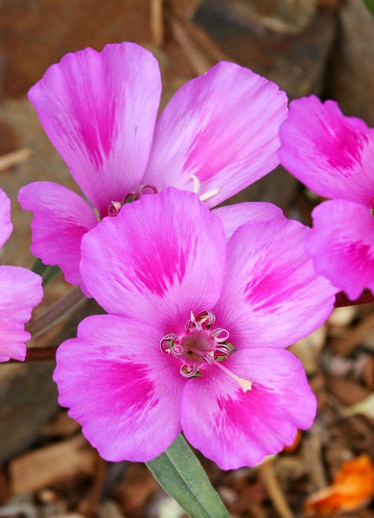 Clarkia whitneyi by anniesannuals on Flickr - Flowers Gardens