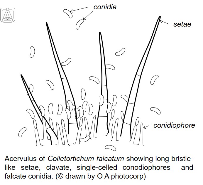 diseases of sugarcane