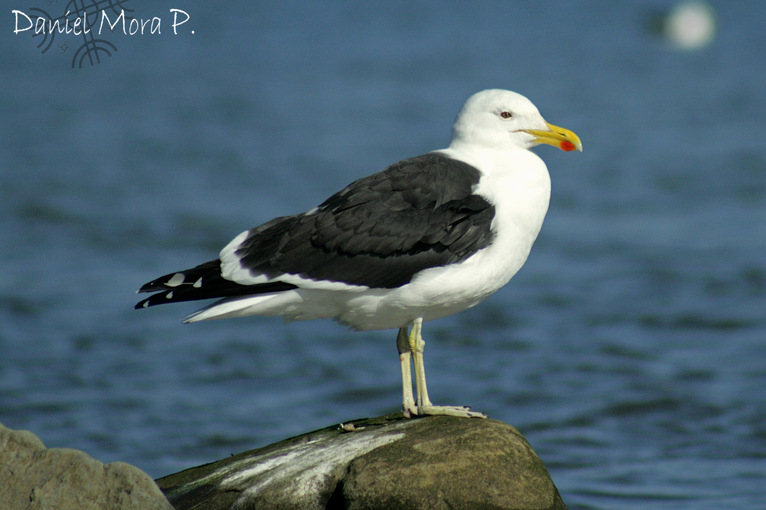 Aves en Talcahuano: GAVIOTA DOMINICANA (Larus dominicanus)