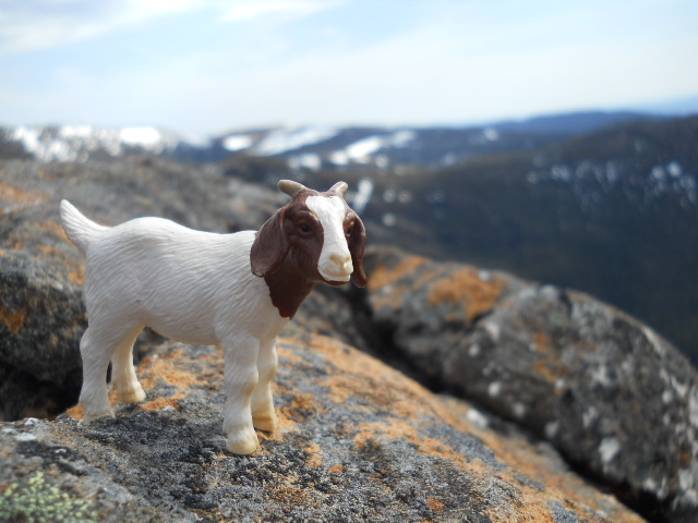 Crunchy Corner: Goaty The Travelling Goat Part 5: Tasmania!