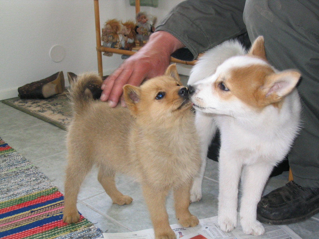 Pohjanpystykorva Talaspuron Aku