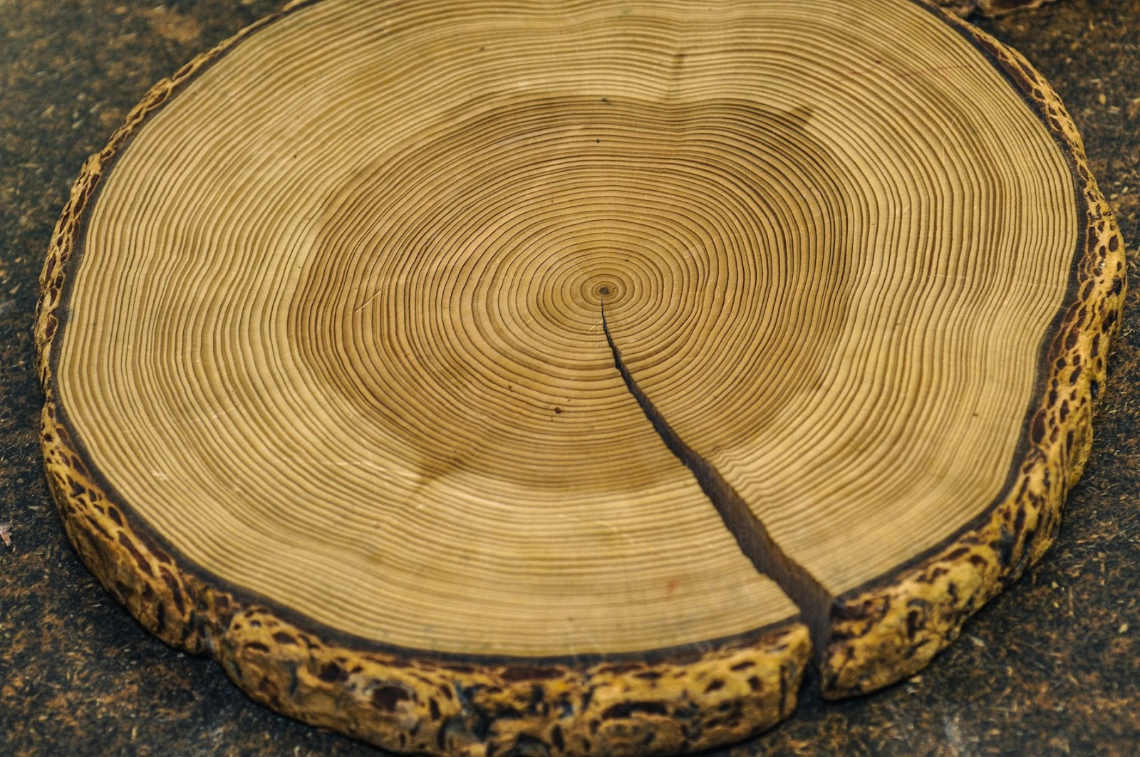 Horne Learning Services: Dendrochronology