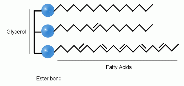 MCQ on Fatty Acid Synthesis and Breakdown (Lipid Metabolism)